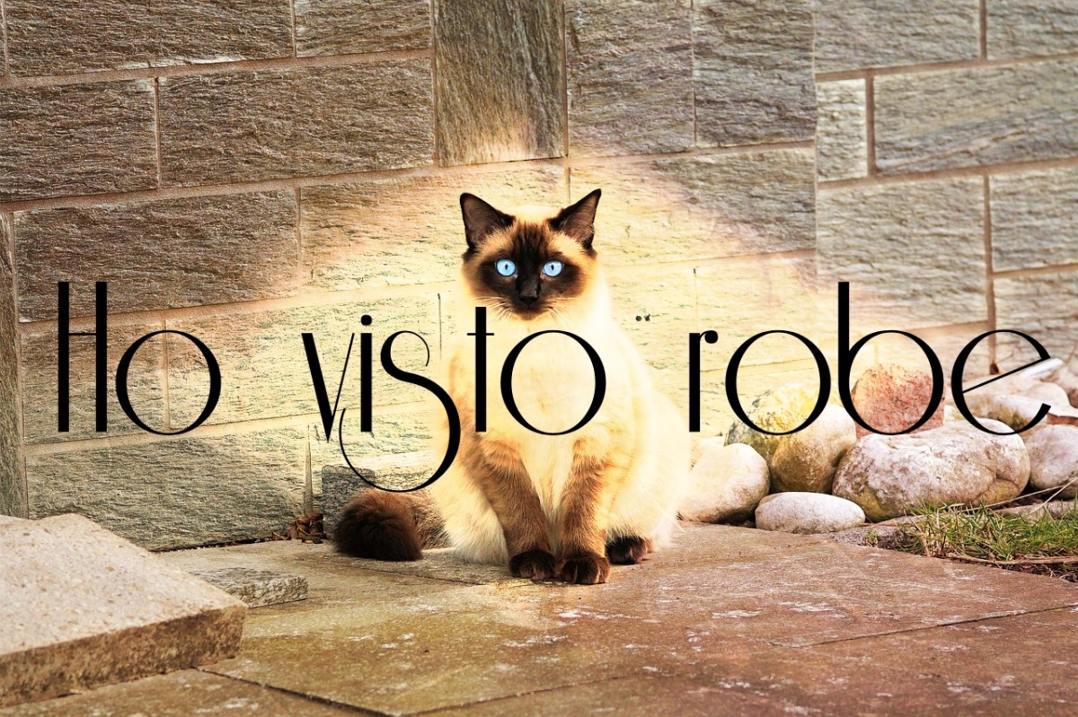 Ho visto robe #1 – La siepe di more